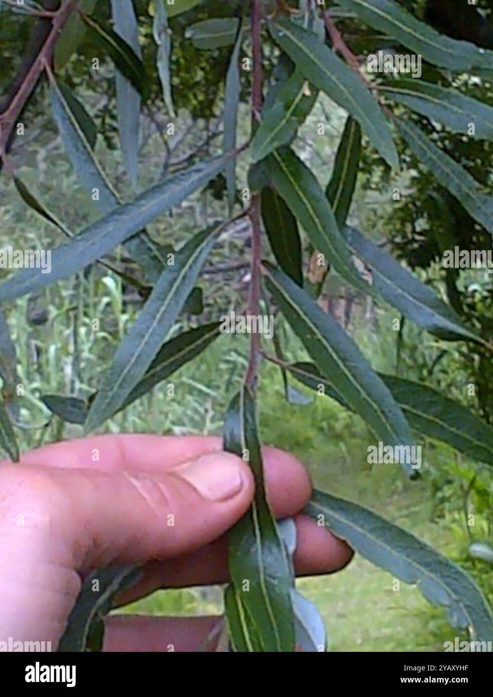 Flute Cape Willow (Salix mucronata woodii) Plantae Stock Photo - Alamy