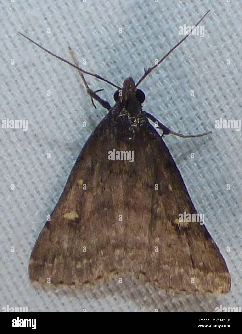 Smoky Tetanolita Moth (Tetanolita mynesalis) Insecta Stock Photo - Alamy