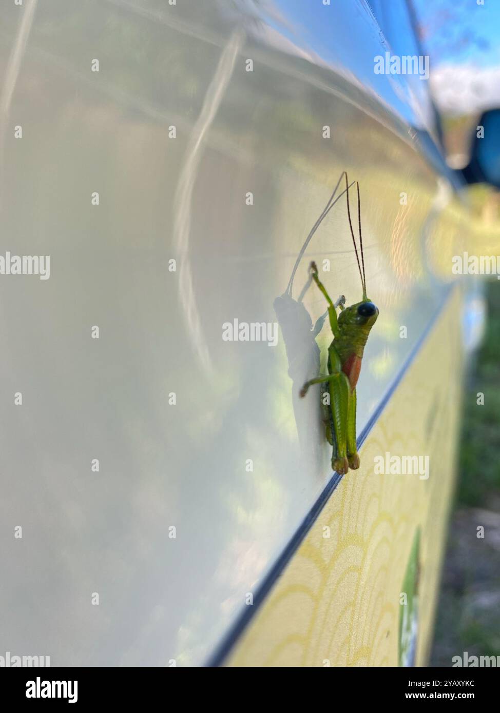 Grasshoppers, Crickets, and Katydids (Orthoptera) Insecta Stock Photo ...