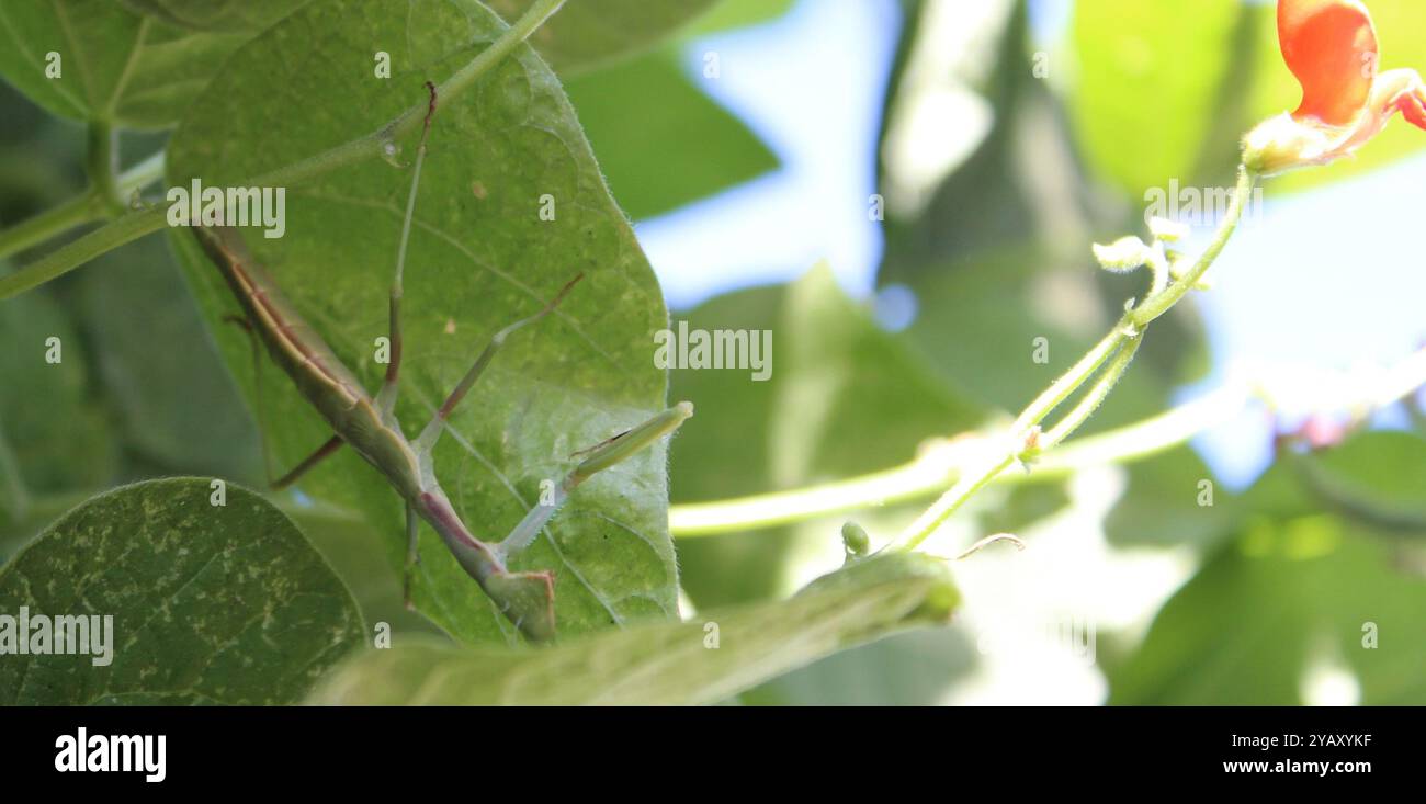 Mediterranean Mantis (Iris oratoria) Insecta Stock Photo - Alamy