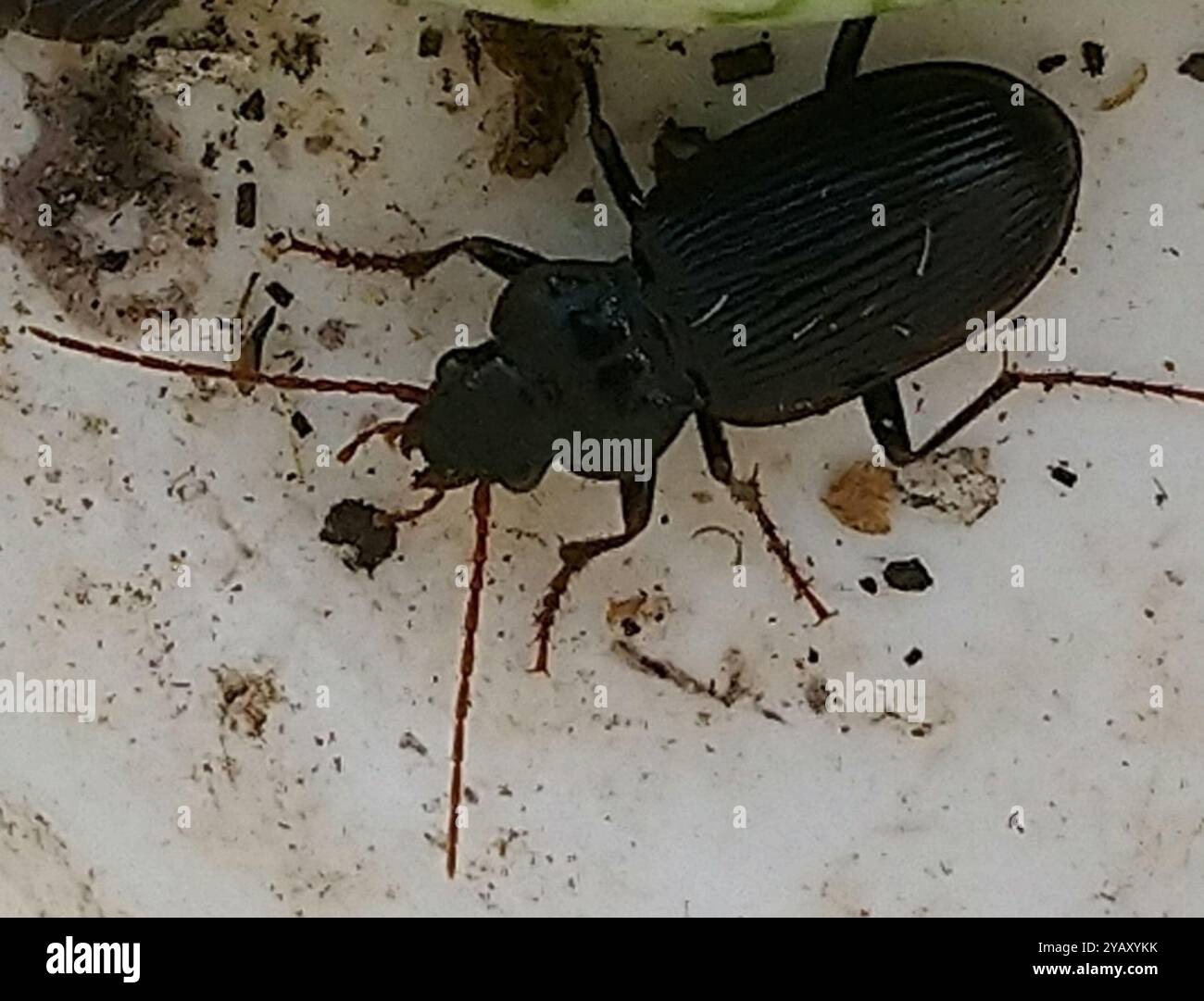 European Gazelle Beetle (Nebria brevicollis) Insecta Stock Photo - Alamy