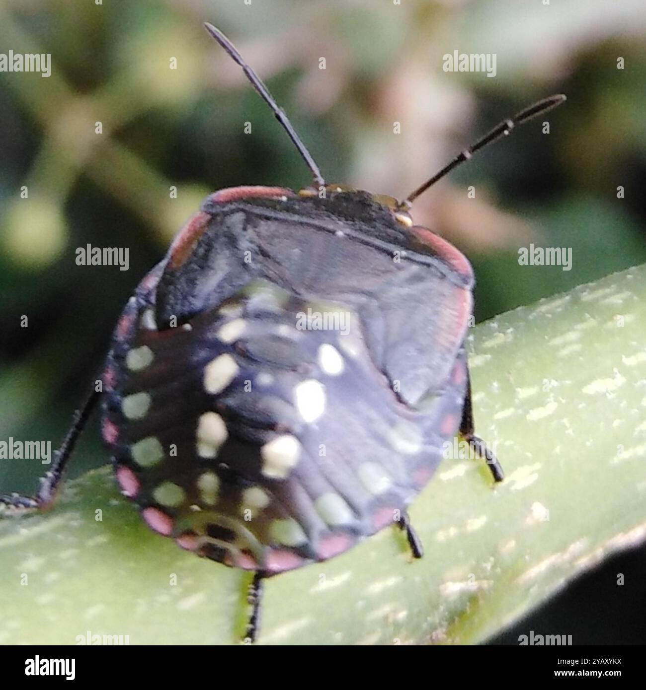 Southern Green Stink Bug (Nezara viridula) Insecta Stock Photo - Alamy