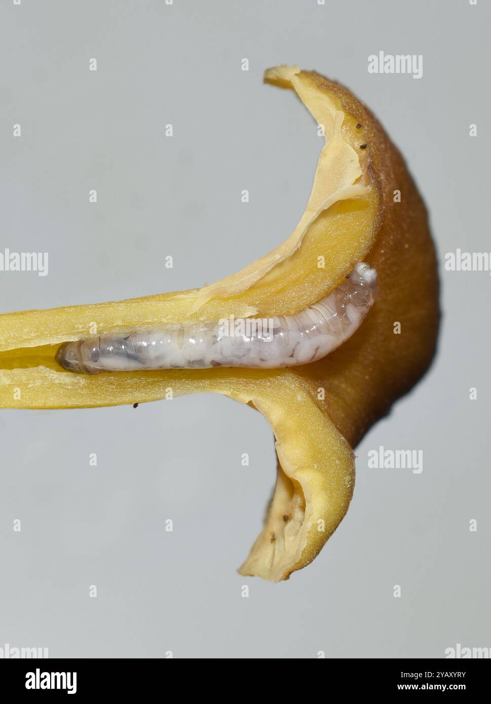 Insect larva feeding inside yellowfoot chanterelle mushroom Stock Photo ...