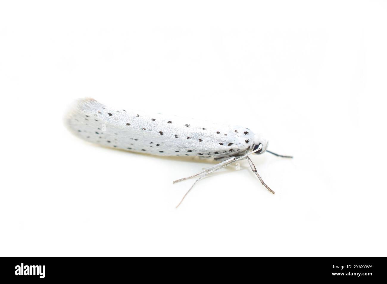 The small black and white moth bird-cherry ermine Yponomeuta evonymella ...