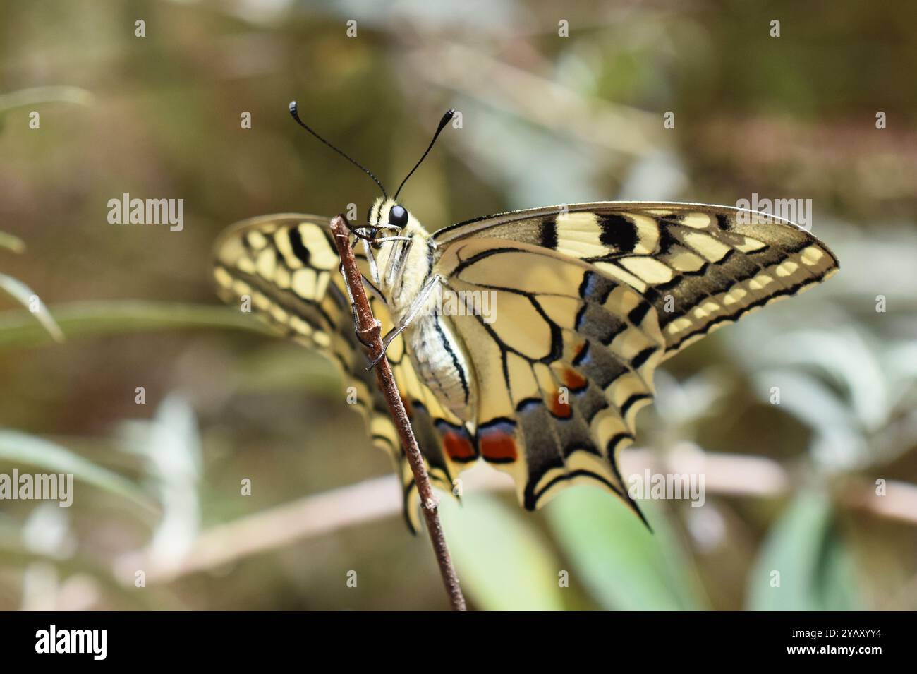 Old world swallowtail butterfly Papilio machaon underside Stock Photo - Alamy