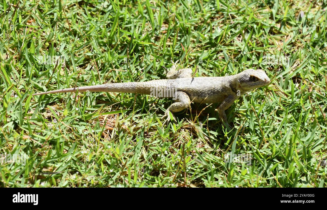Neotropical lava lizard Tropidurus hispidus sitting on the ground Stock ...