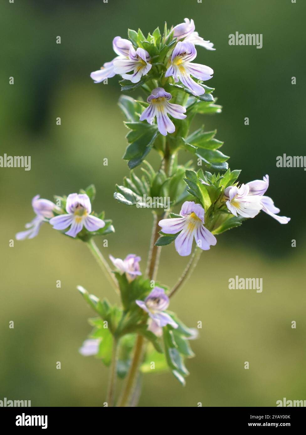 Eyebright flower wild euphrasia hi-res stock photography and images - Alamy