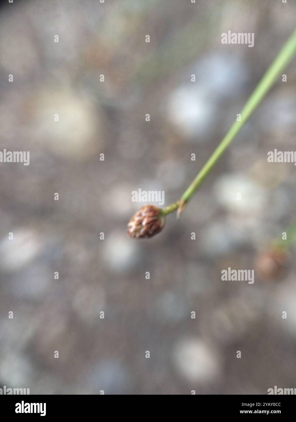 Blunt Spikerush (Eleocharis obtusa) Plantae Stock Photo - Alamy
