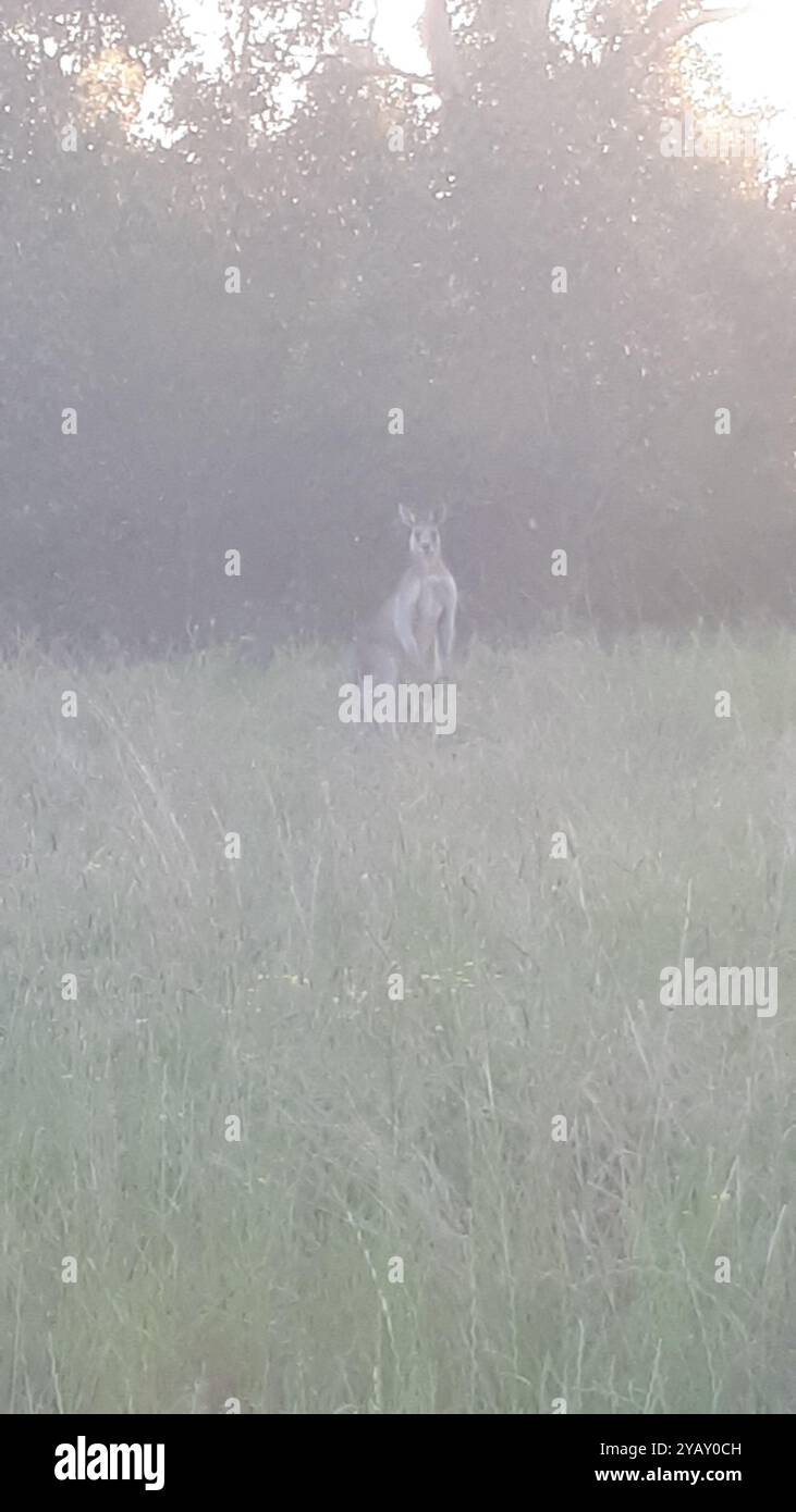 Eastern Grey Kangaroo (Macropus giganteus) Mammalia Stock Photo - Alamy