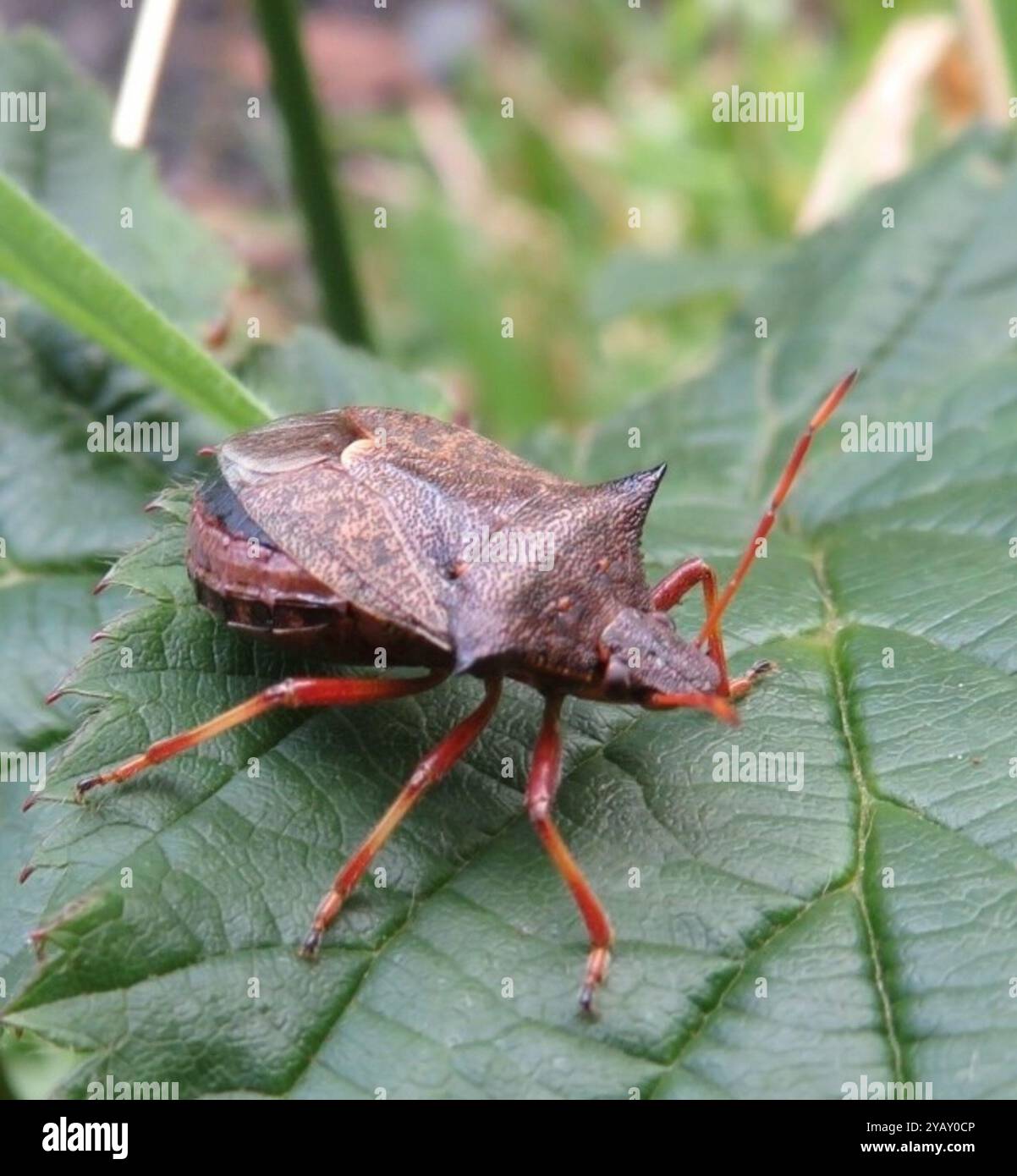 Spiny Shield Bug (Picromerus bidens) Insecta Stock Photo - Alamy