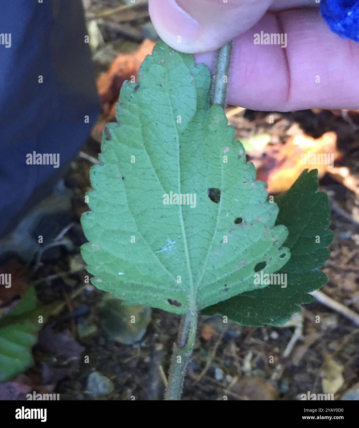 smaller white snakeroot (Ageratina aromatica) Plantae Stock Photo - Alamy