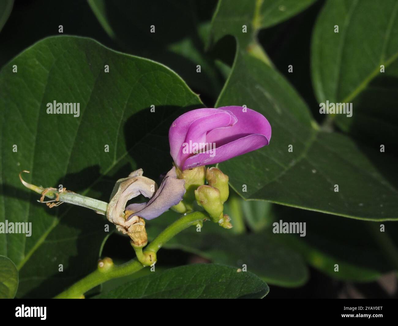 Beach Bean (Canavalia rosea) Plantae Stock Photo - Alamy