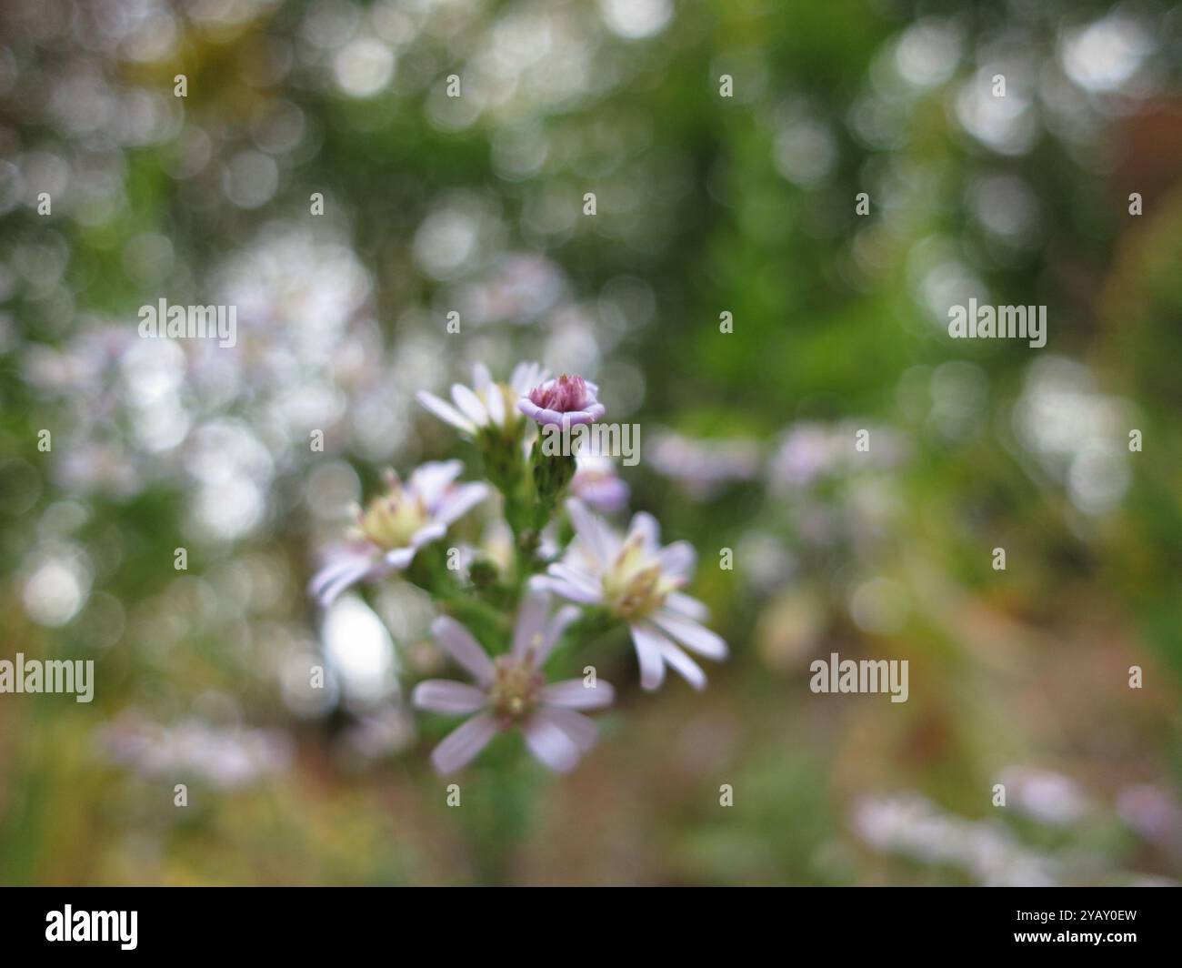Common Blue Wood Aster (Symphyotrichum cordifolium) Plantae Stock Photo ...