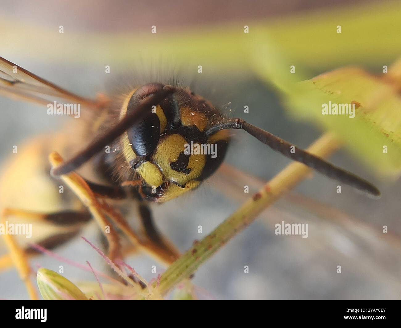 Ground Yellowjackets (Vespula) Insecta Stock Photo - Alamy