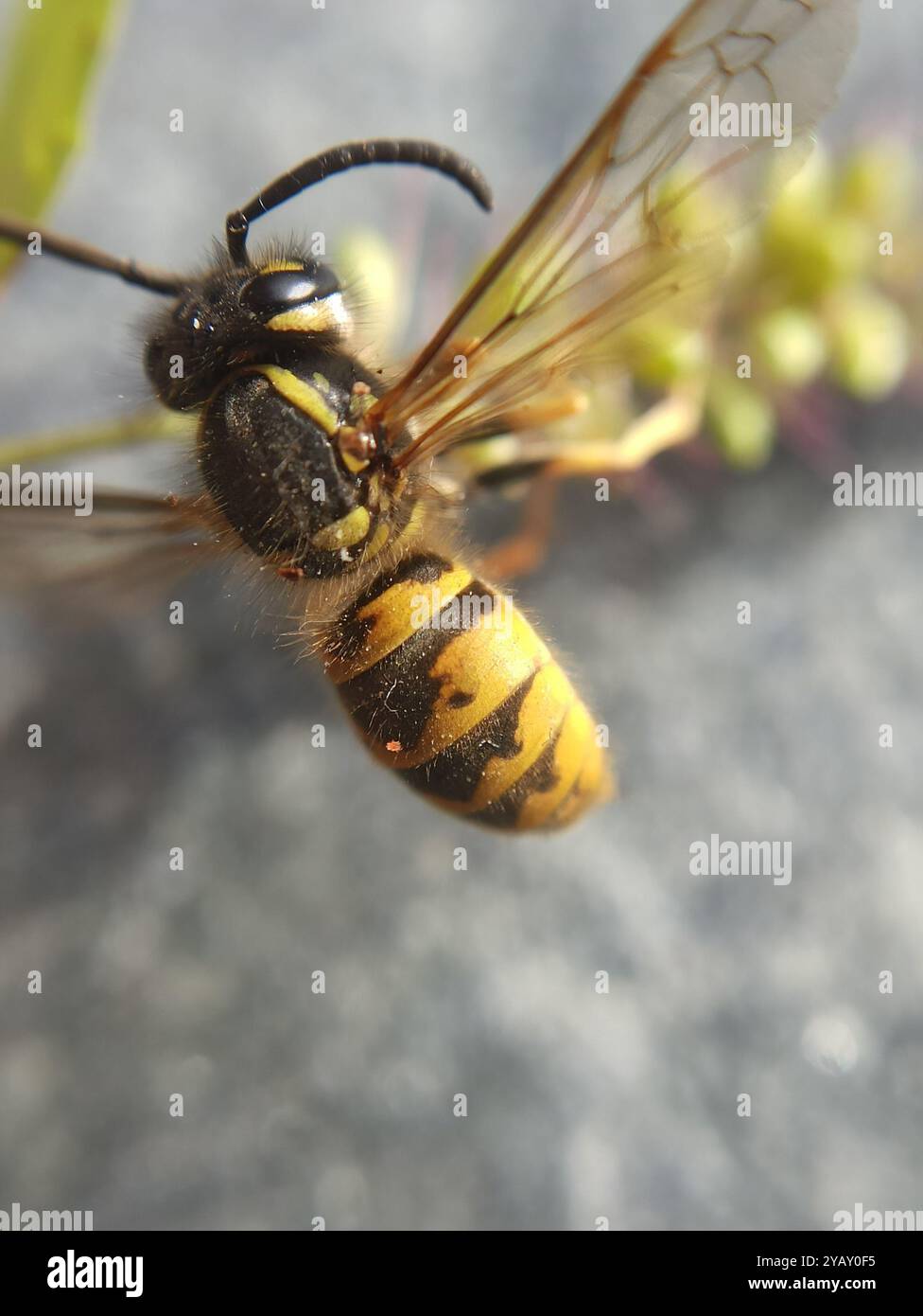 Ground Yellowjackets (Vespula) Insecta Stock Photo - Alamy