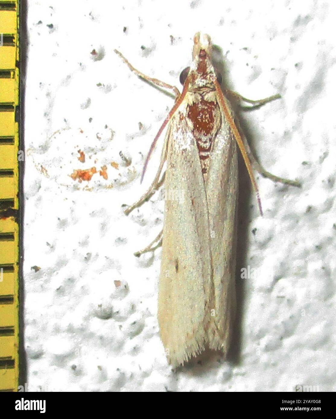 Butterflies and Moths (Lepidoptera) Insecta Stock Photo - Alamy