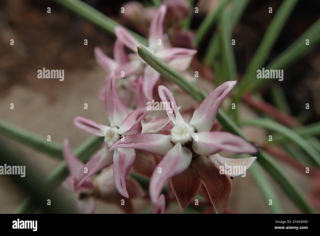 common meadow-star (Asclepias stellifera) Plantae Stock Photo - Alamy