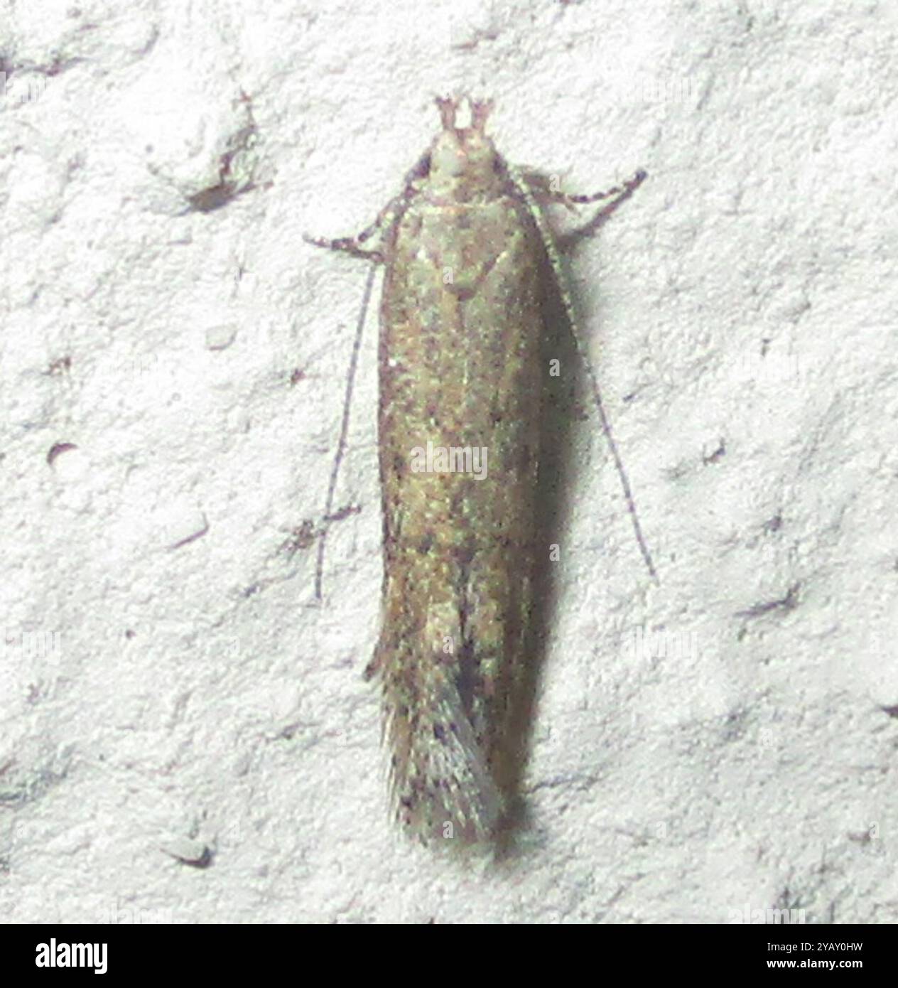 Twirler Moths (Gelechiidae) Insecta Stock Photo - Alamy