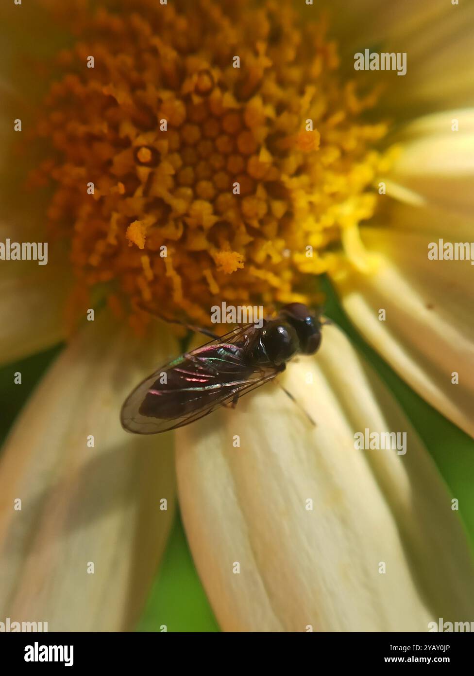 Hover Flies (Syrphidae) Insecta Stock Photo - Alamy
