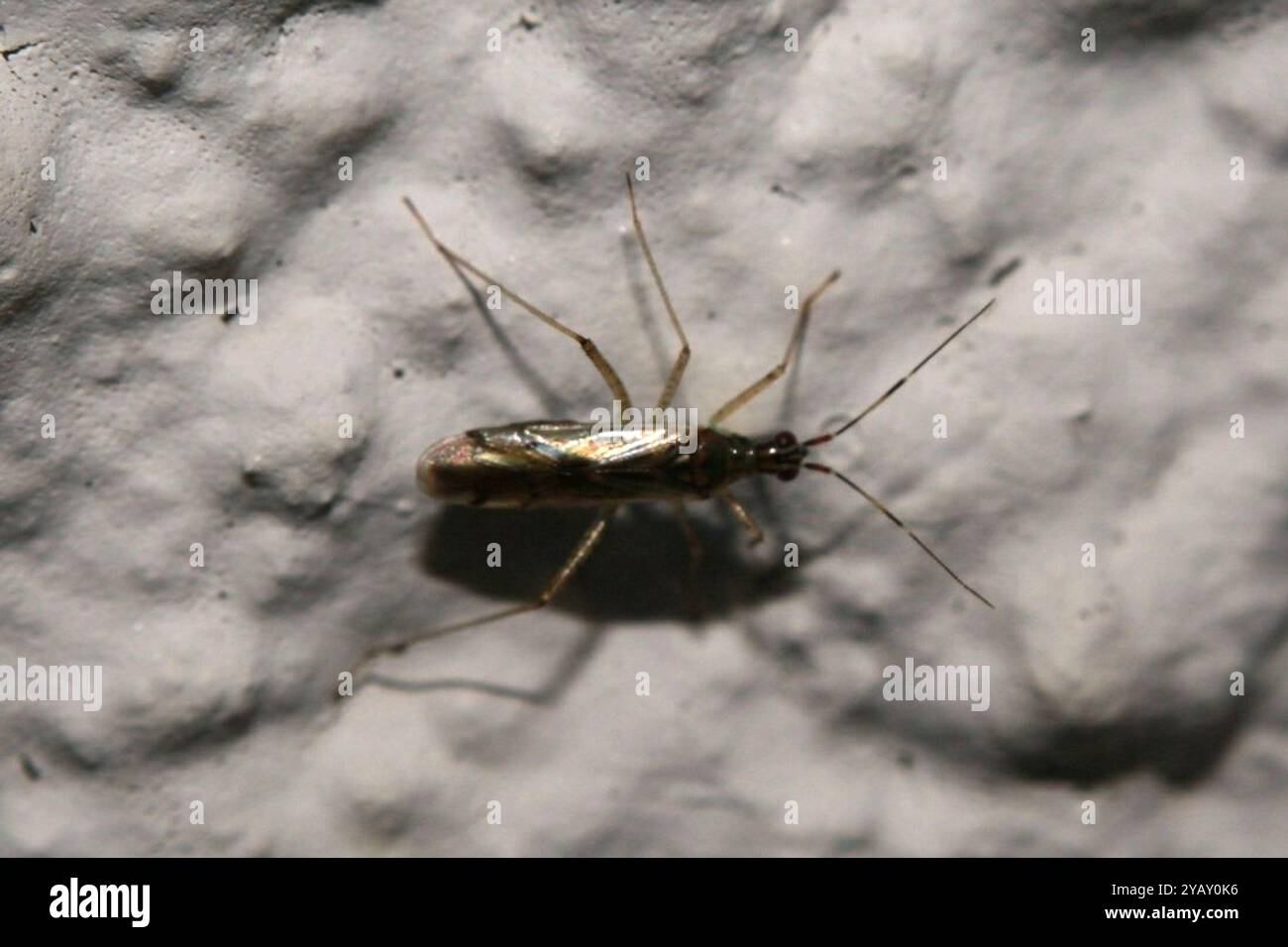 (Dicyphus errans) Insecta Stock Photo - Alamy