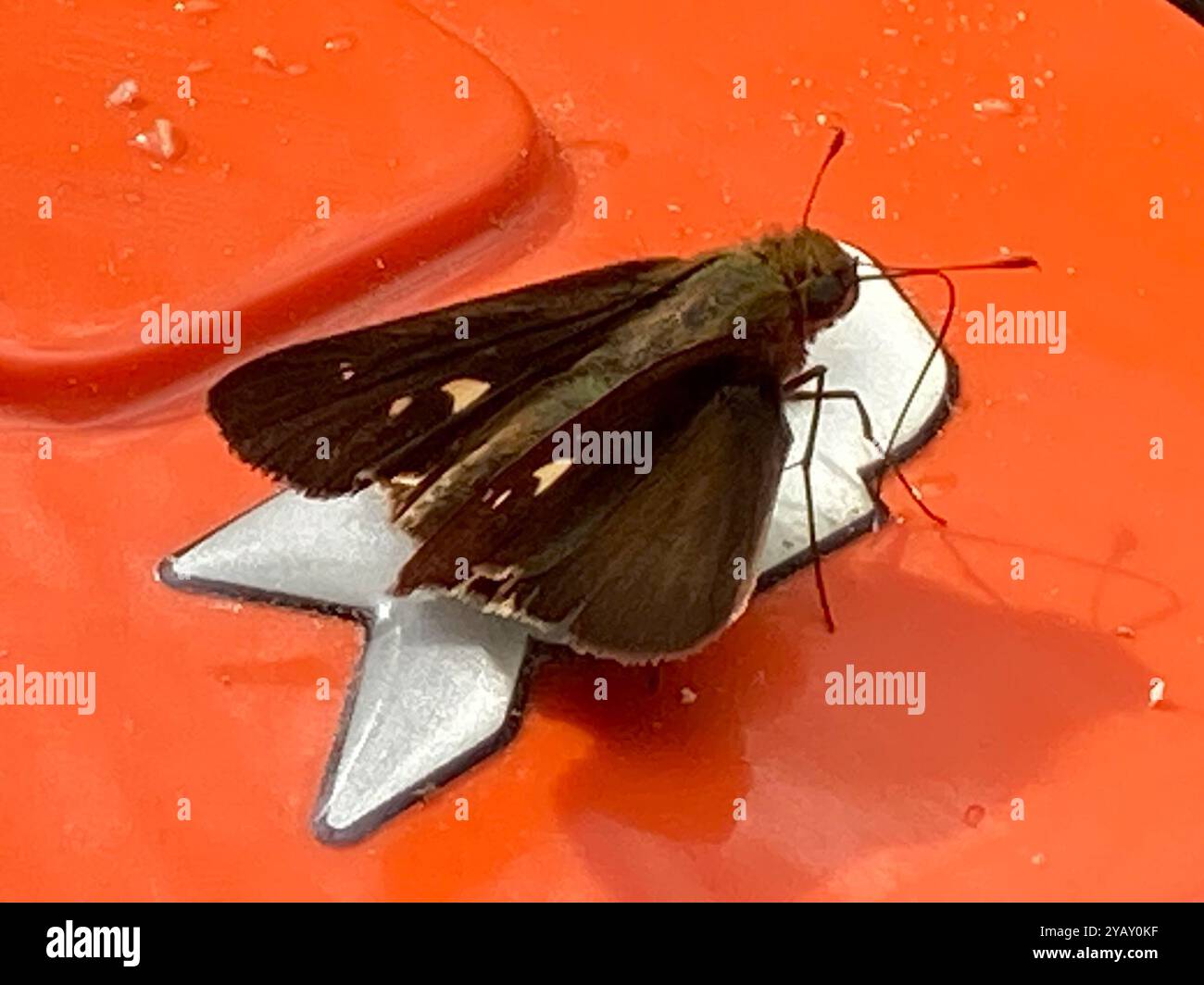 Ocola Skipper (Panoquina ocola) Insecta Stock Photo - Alamy