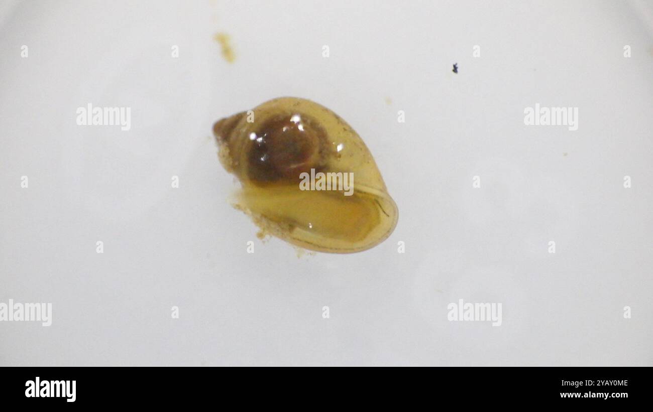Bladder Snails (Physidae) Mollusca Stock Photo - Alamy