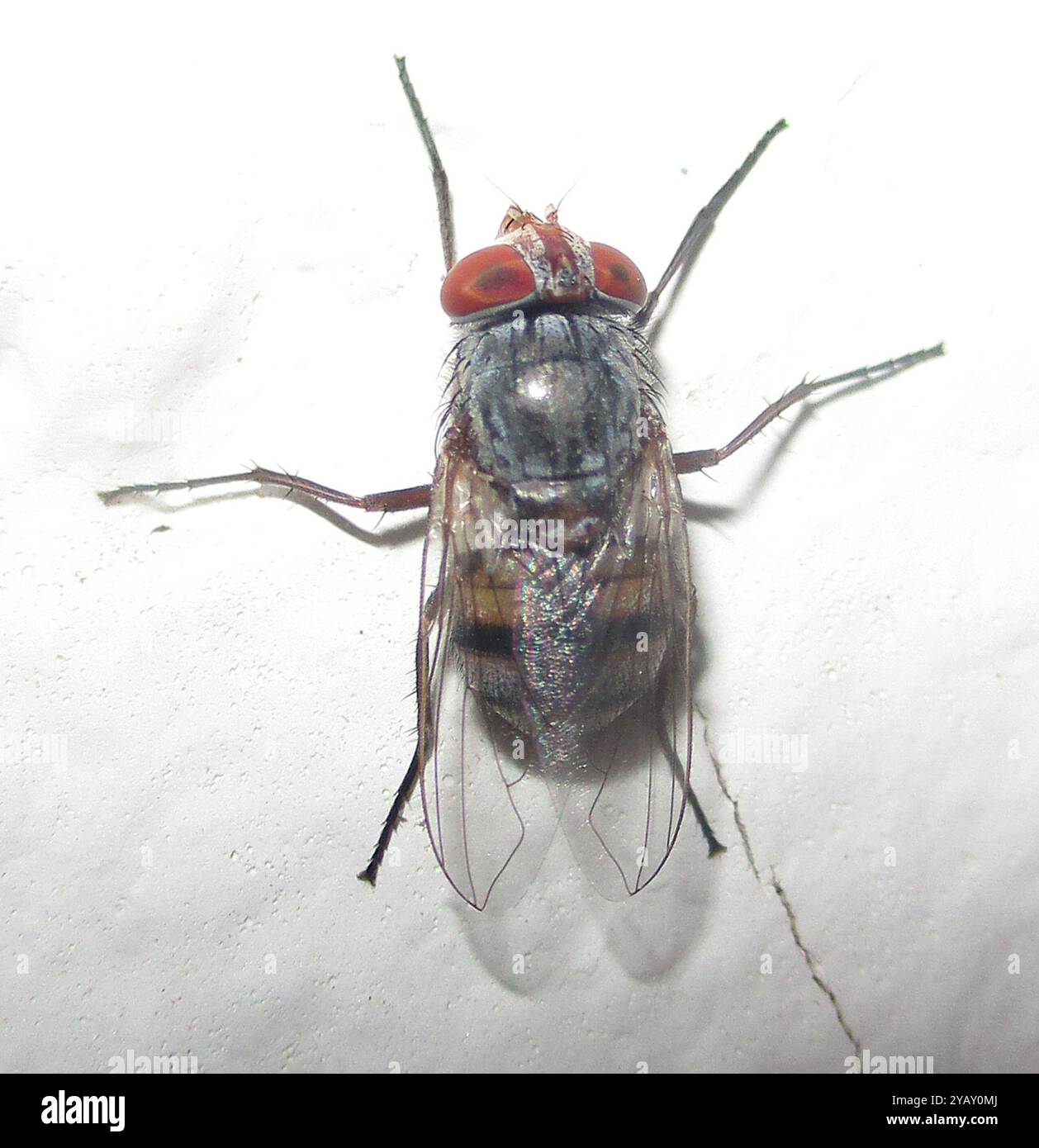 Nose Flies (Rhiniidae) Insecta Stock Photo - Alamy