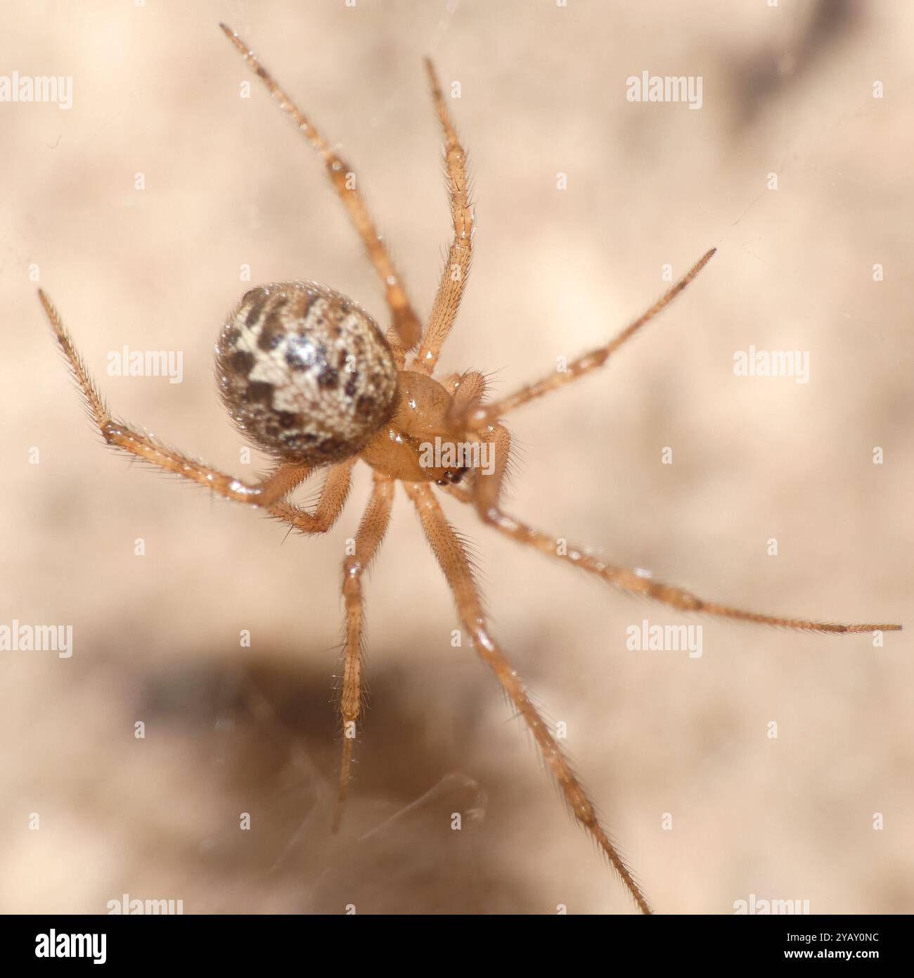 Typical Cobweb Spiders (Theridion) Arachnida Stock Photo - Alamy