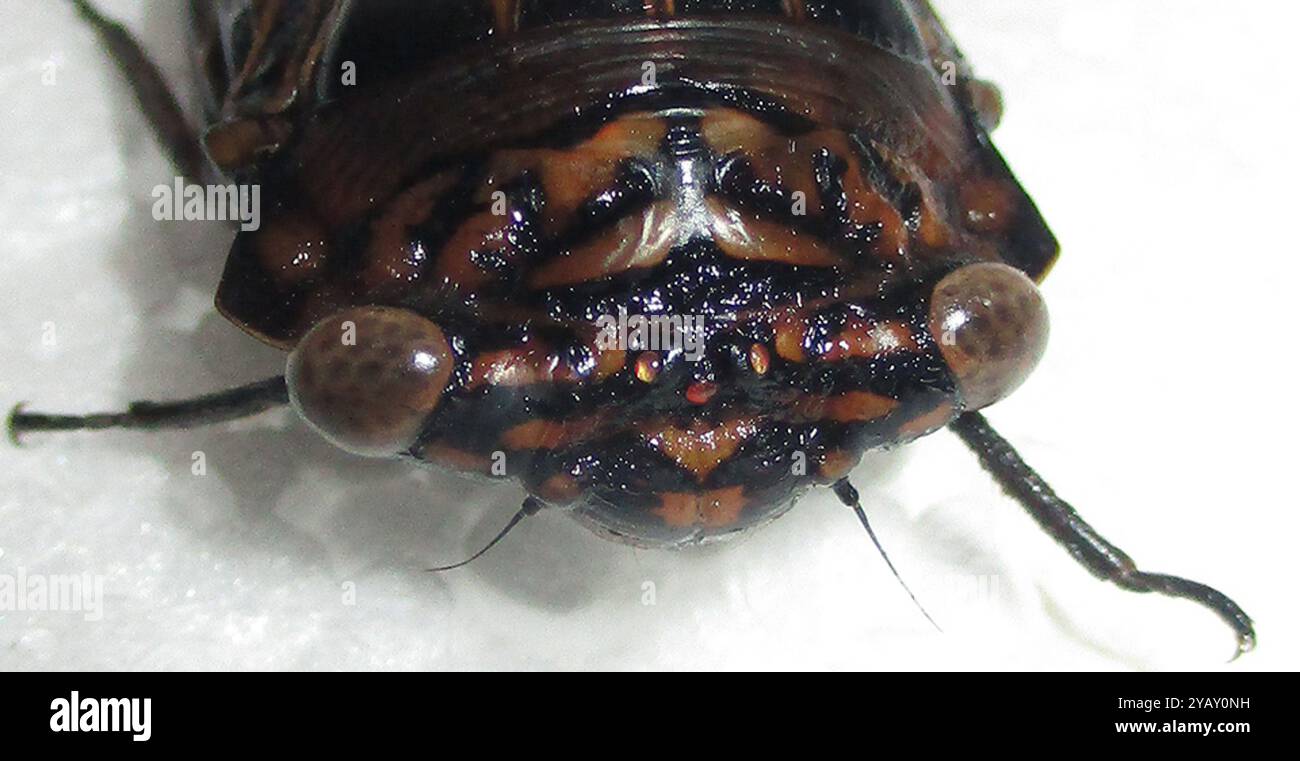 Short Abdomen Cicadas (Parnisini) Insecta Stock Photo - Alamy