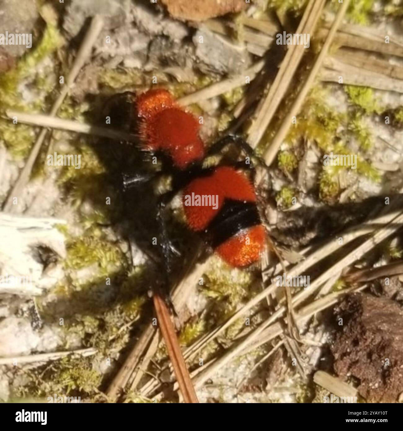 Common Eastern Velvet Ant (Dasymutilla occidentalis) Insecta Stock ...