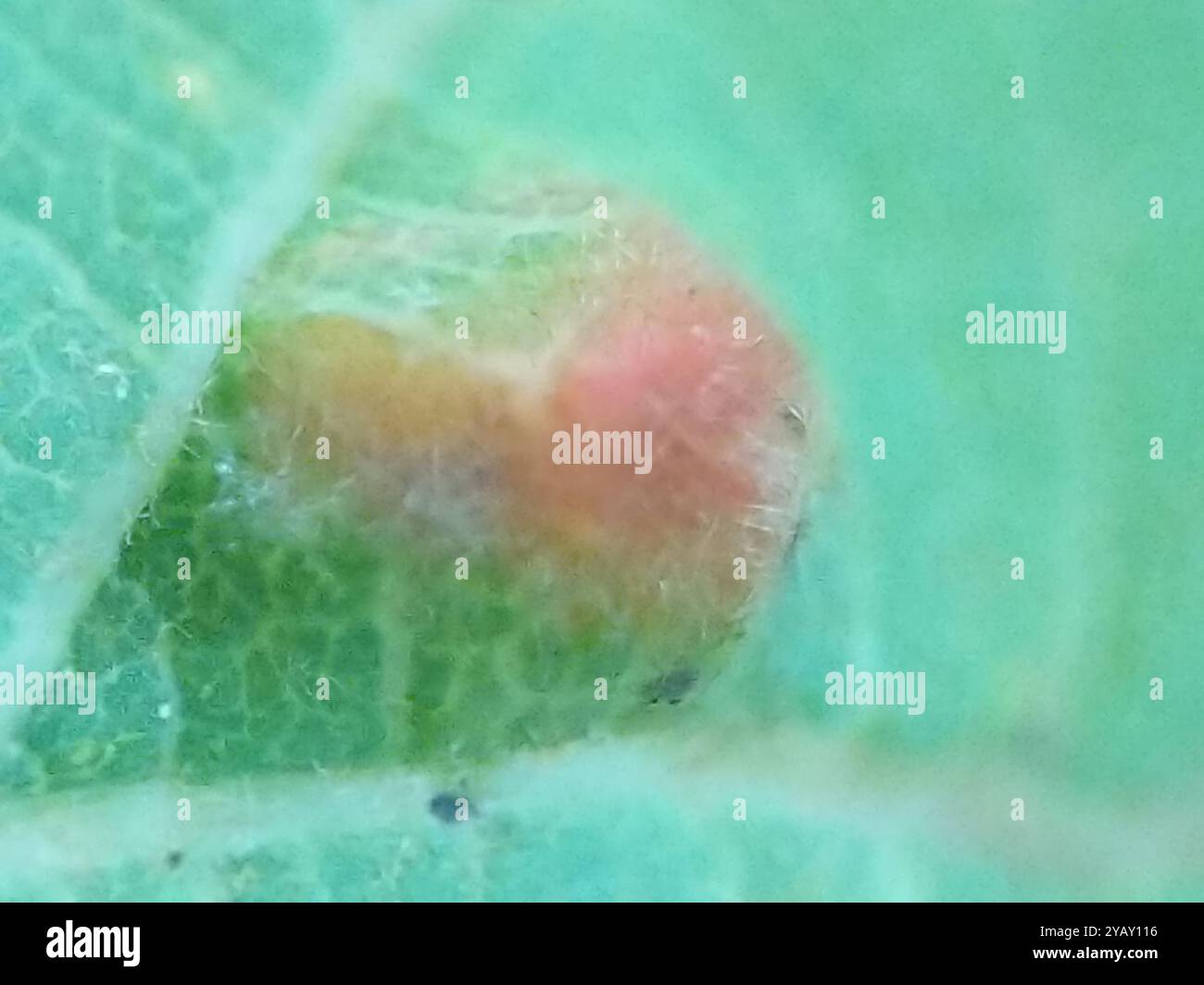 Gall and Rust Mites (Eriophyidae) Arachnida Stock Photo - Alamy