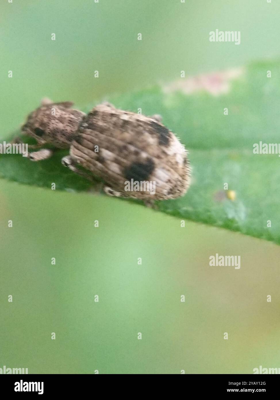 Peach Root Weevil (Pseudoedophrys hilleri) Insecta Stock Photo - Alamy