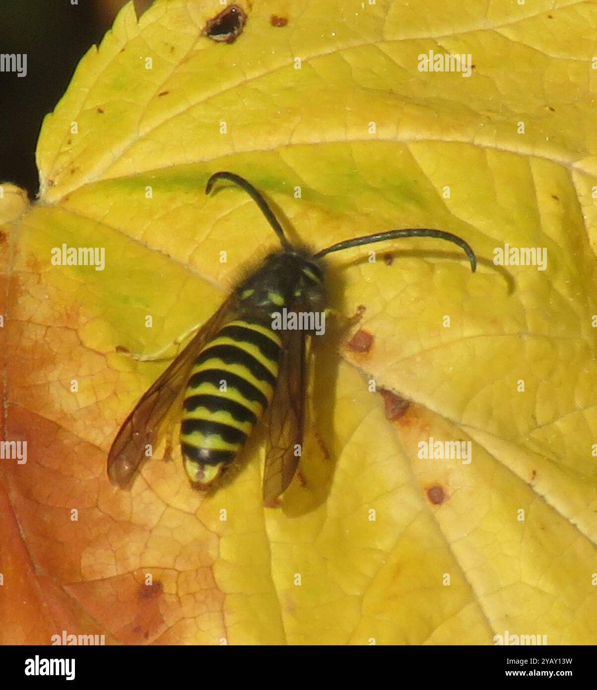 Alaska Yellowjacket (Vespula alascensis) Insecta Stock Photo - Alamy
