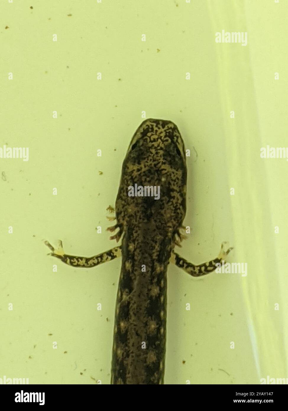Northern Two-lined Salamander (Eurycea bislineata) Amphibia Stock Photo ...