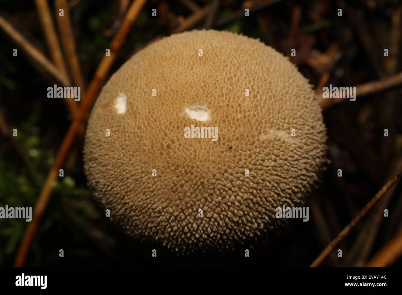 Pear-shaped Puffball (Apioperdon pyriforme) Fungi Stock Photo - Alamy