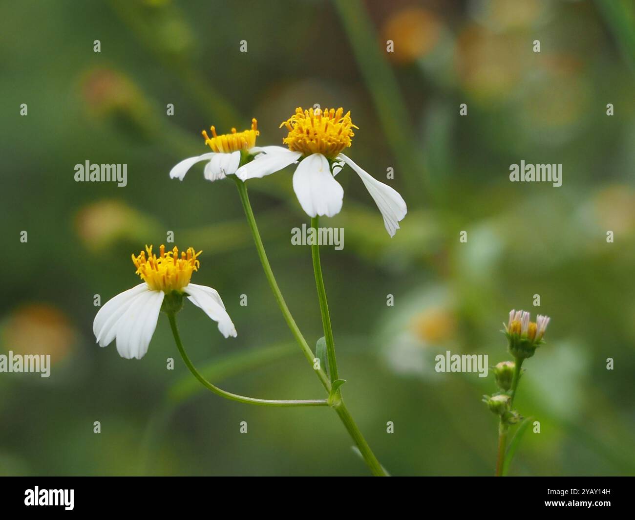White beggarticks (Bidens alba) Plantae Stock Photo - Alamy