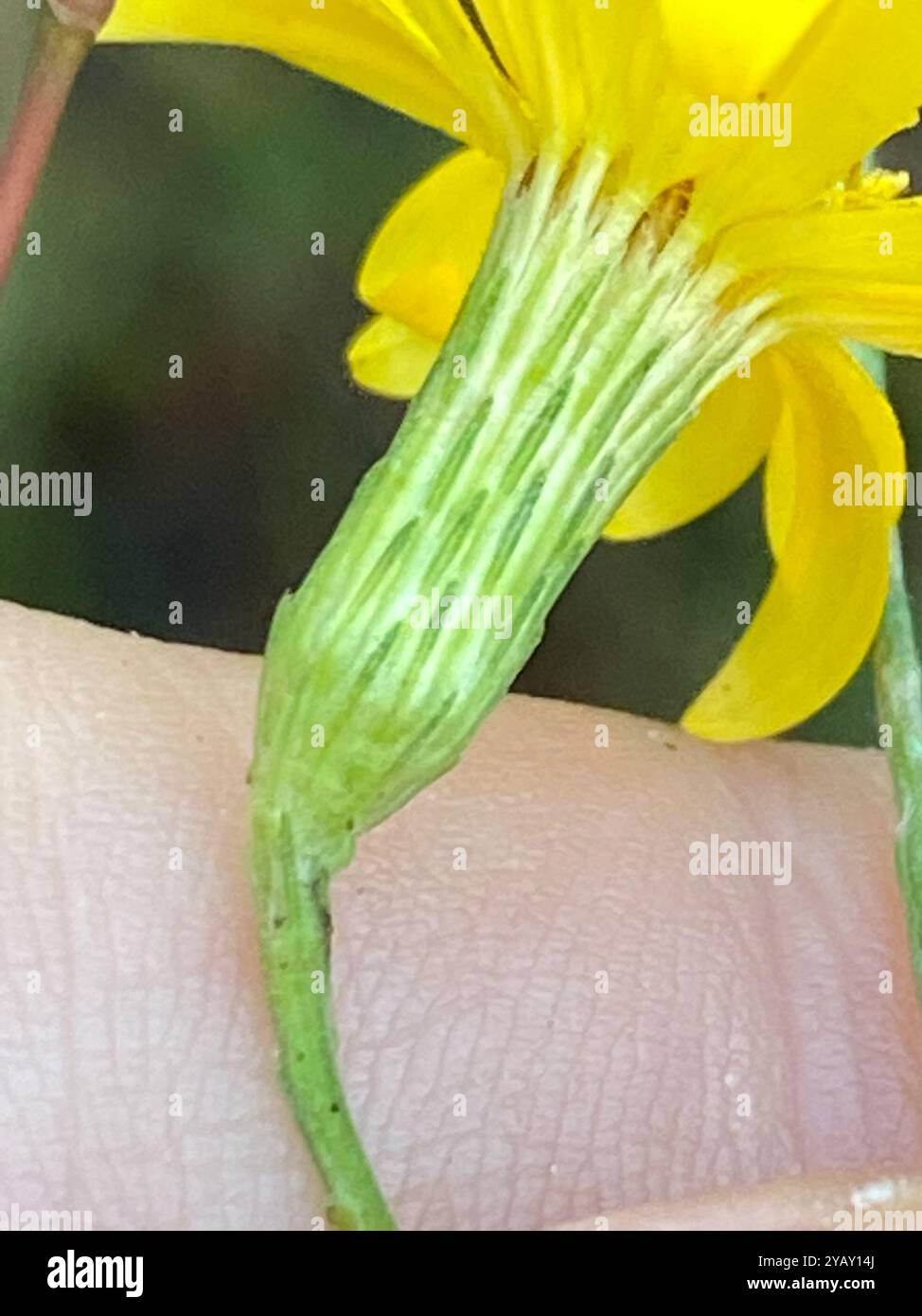 Silkgrasses (Pityopsis) Plantae Stock Photo - Alamy