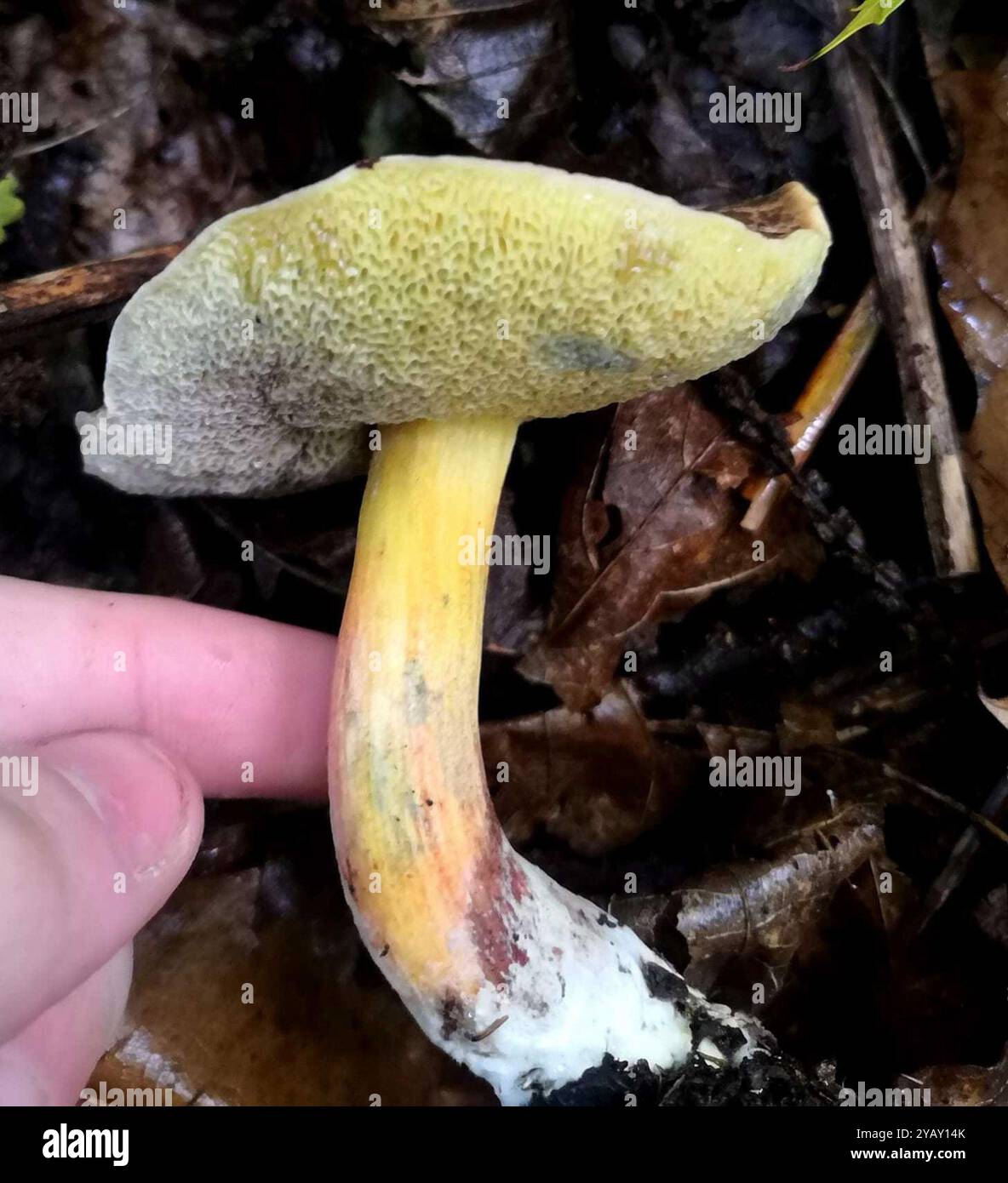 Red-cracking Bolete (Xerocomellus chrysenteron) Fungi Stock Photo - Alamy
