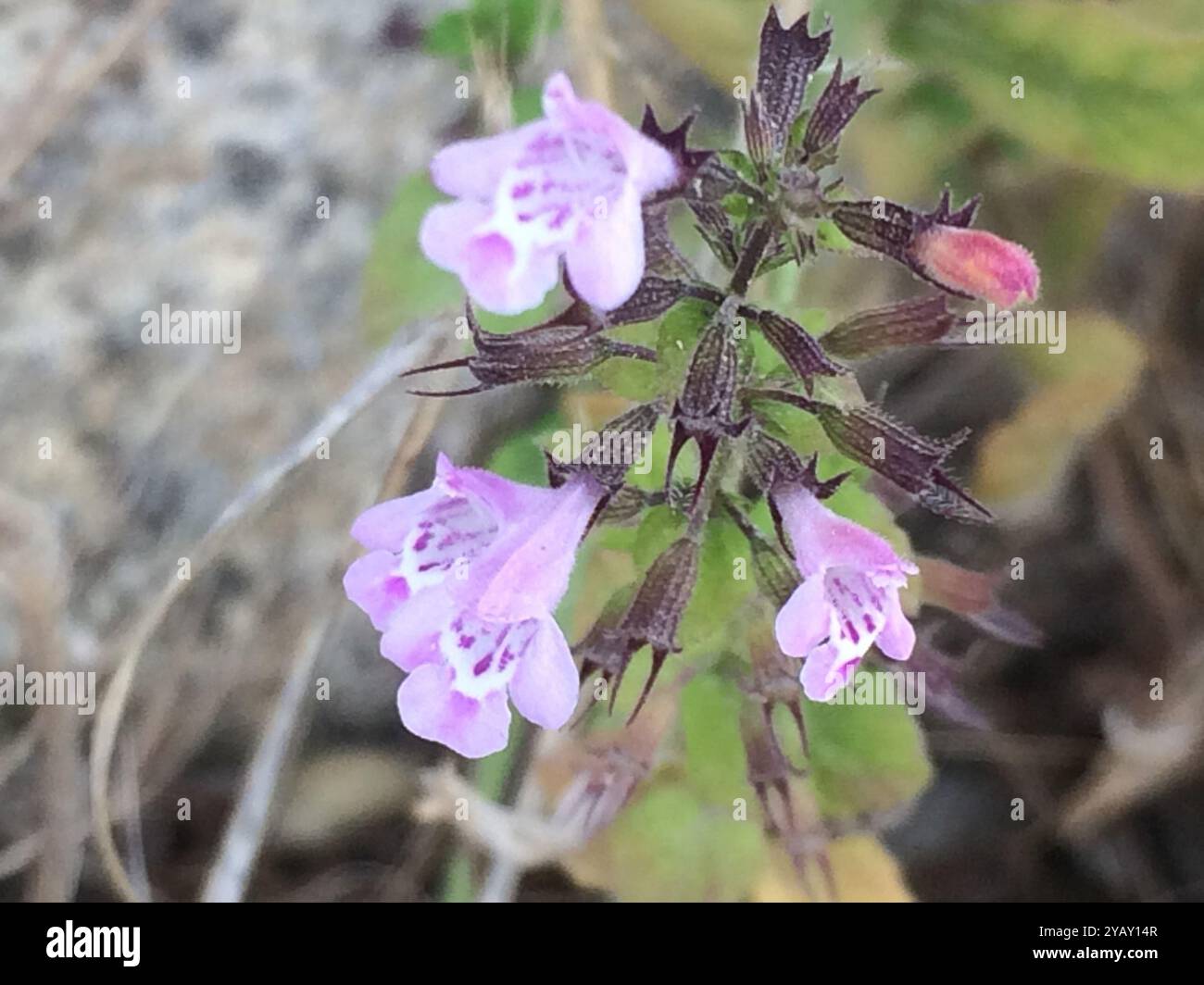 Lesser Calamint (Clinopodium nepeta) Plantae Stock Photo - Alamy