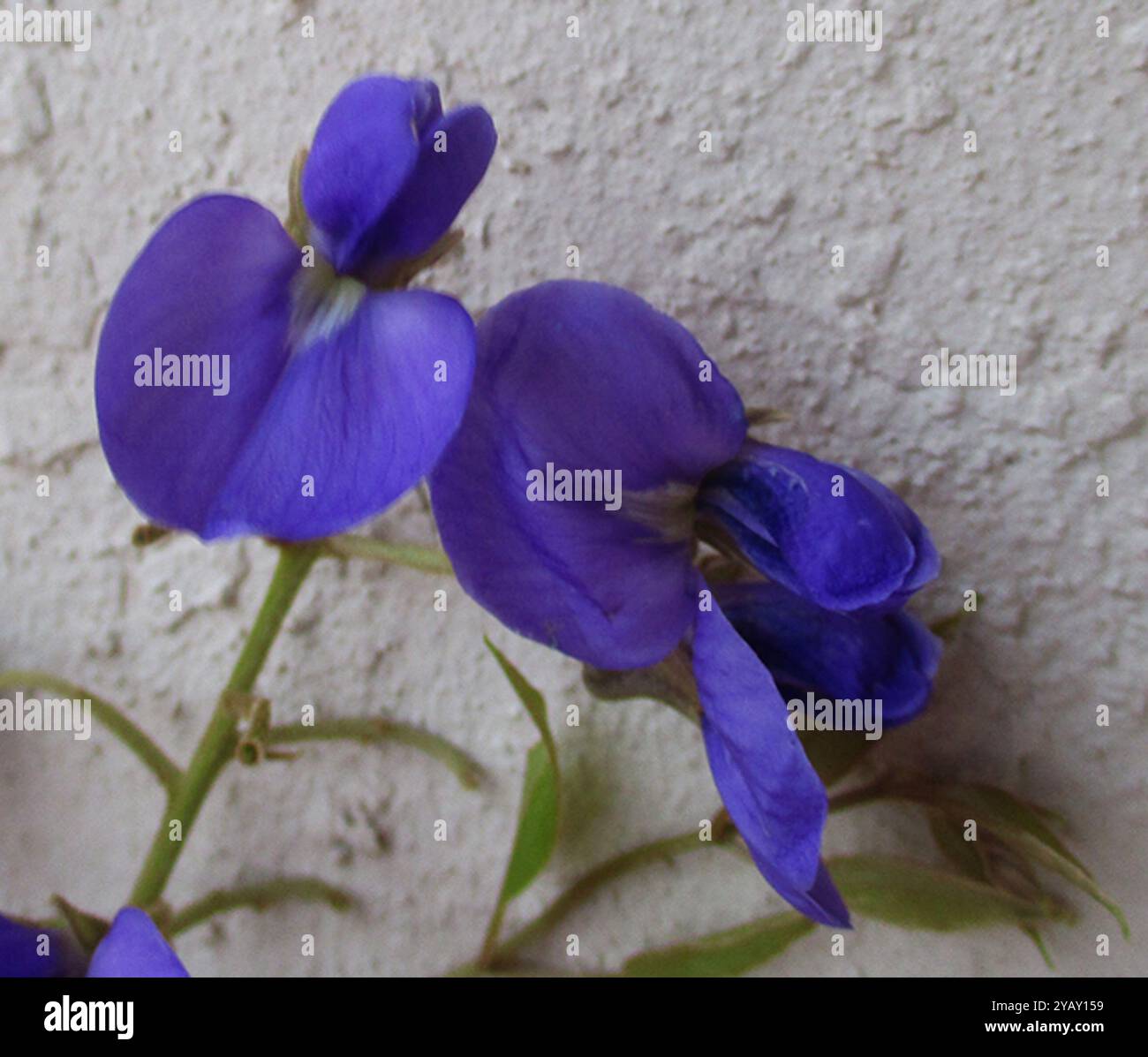 Tree-wisteria (Bolusanthus speciosus) Plantae Stock Photo - Alamy