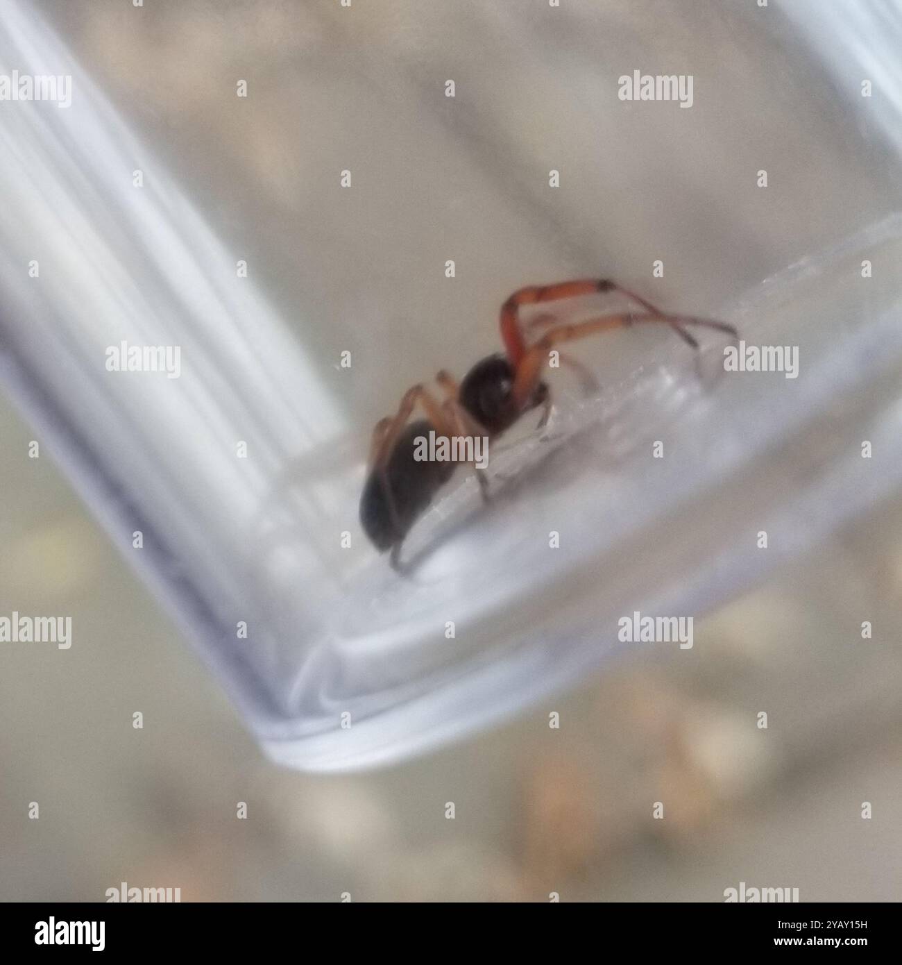 Broad-faced Sac Spider (Trachelas tranquillus) Arachnida Stock Photo ...