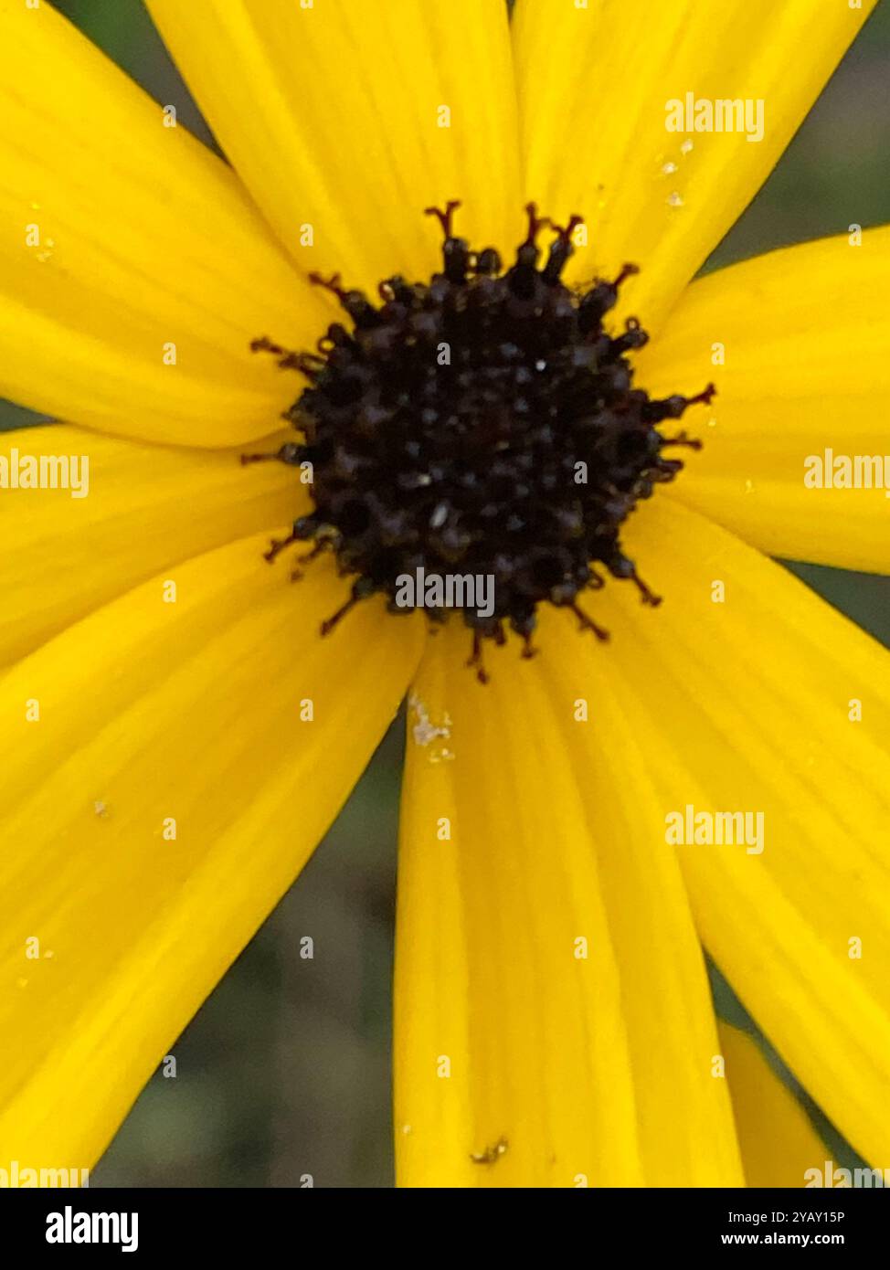 Short-awn Tickseed (Coreopsis aristulata) Plantae Stock Photo - Alamy