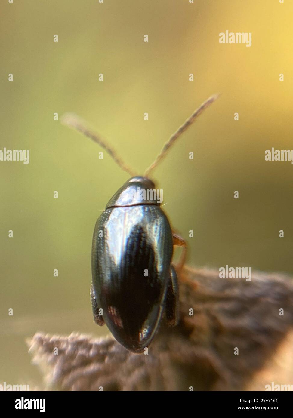 Cabbage-stem flea beetle (Psylliodes chrysocephala) Insecta Stock Photo ...