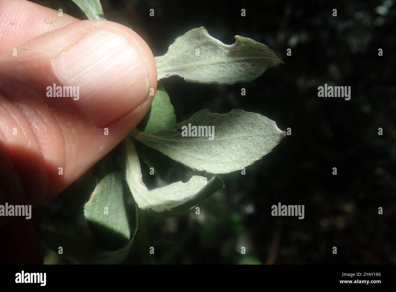 Kooigoed Everlasting (Helichrysum odoratissimum) Plantae Stock Photo ...