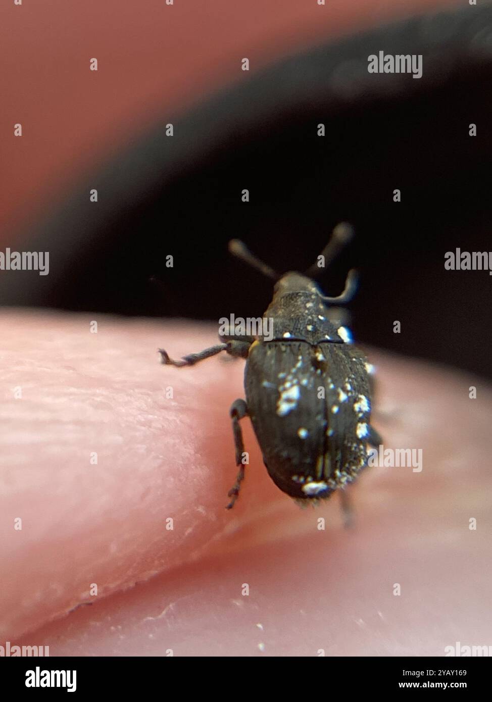 Stenocarus hi-res stock photography and images - Alamy