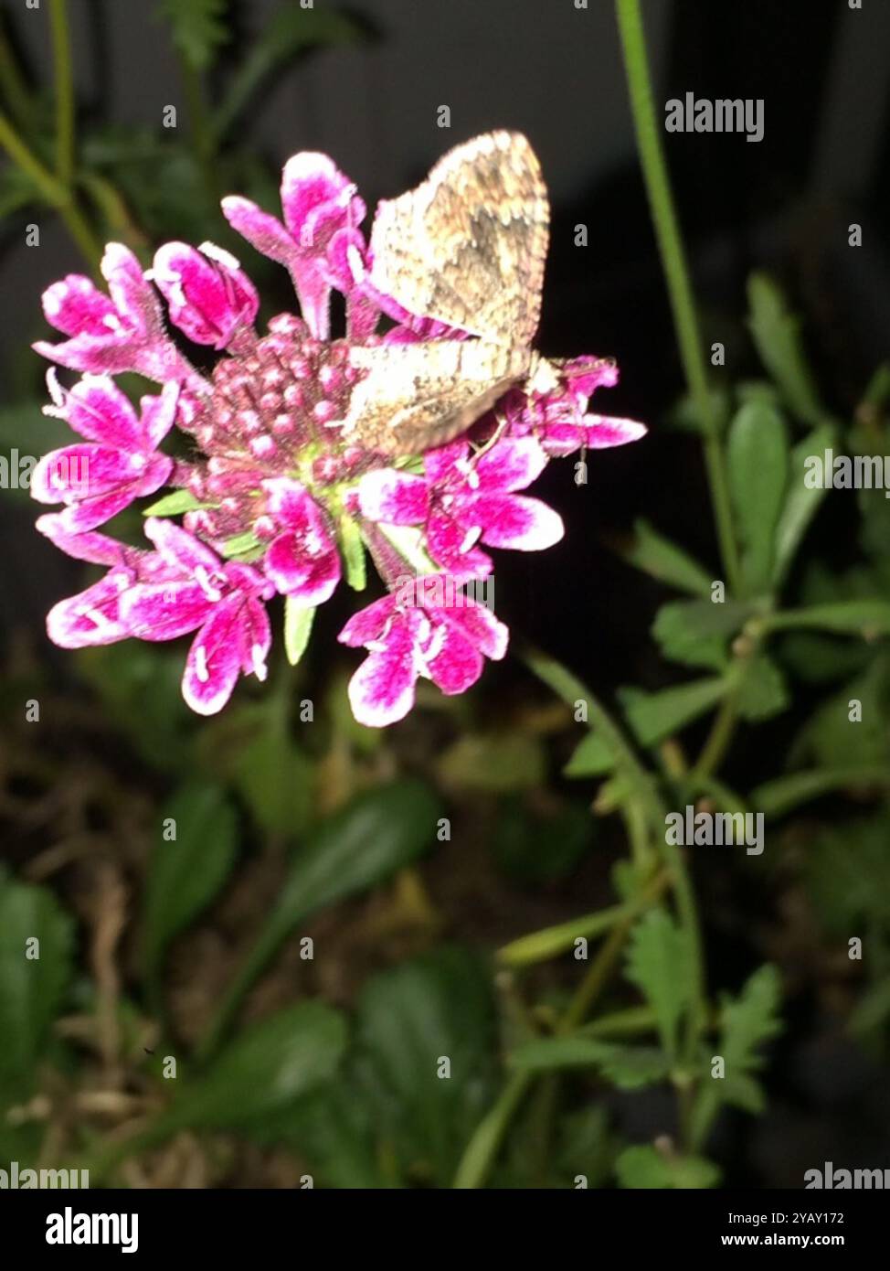 Somber Carpet Moth (Disclisioprocta stellata) Insecta Stock Photo - Alamy