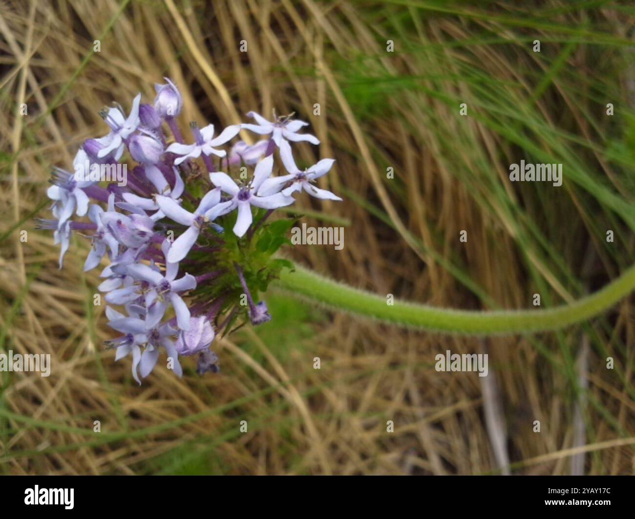 Wild Verbena (Pentanisia prunelloides prunelloides) Plantae Stock Photo ...
