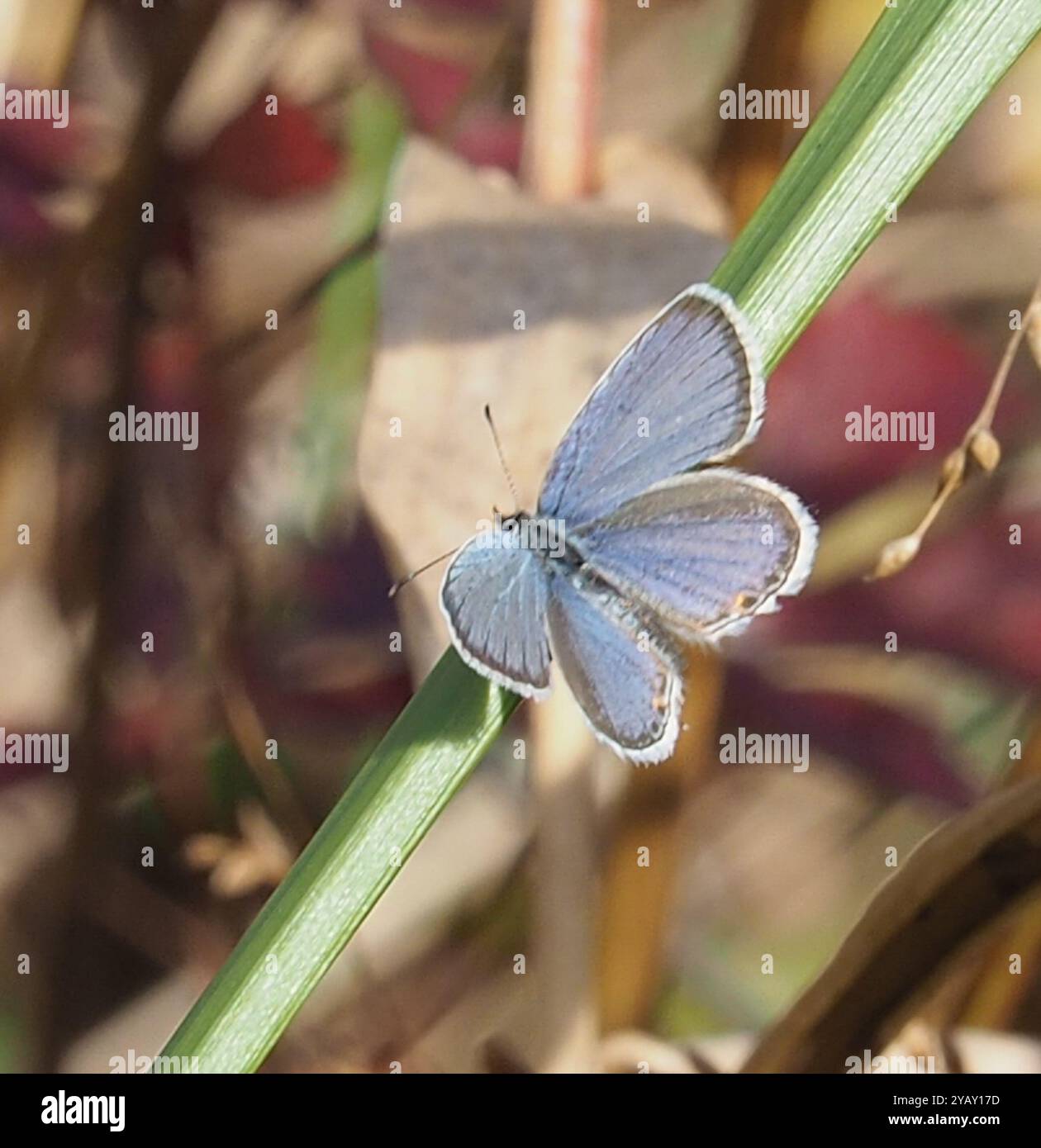 Eastern Tailed-Blue (Cupido comyntas) Insecta Stock Photo - Alamy