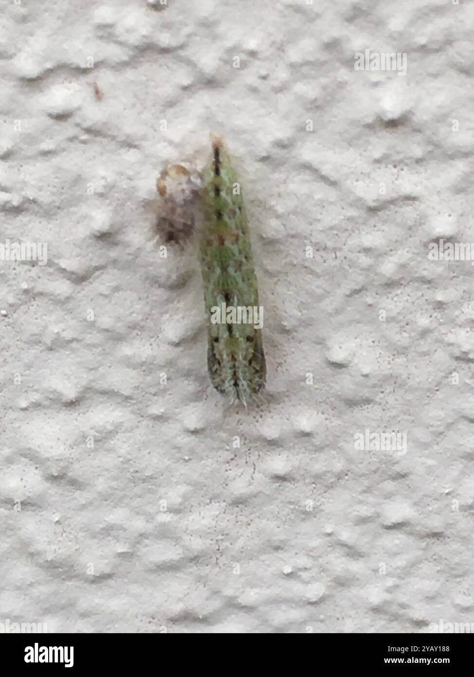 Hover Flies (Syrphidae) Insecta Stock Photo - Alamy