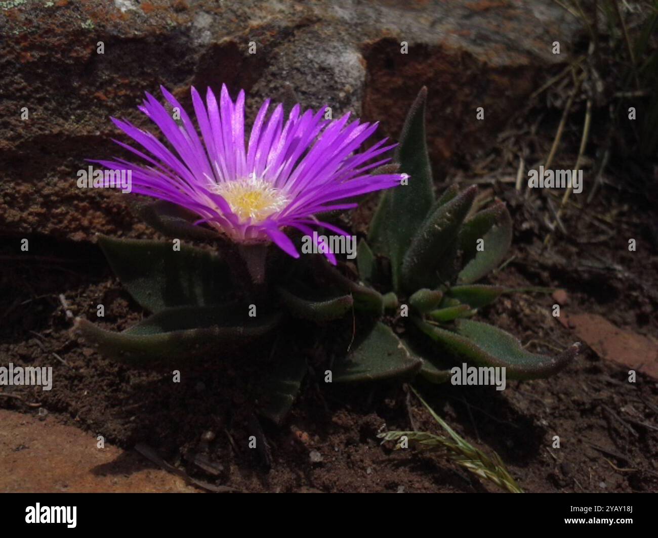 Fire Sheepfig (Delosperma sutherlandii) Plantae Stock Photo - Alamy